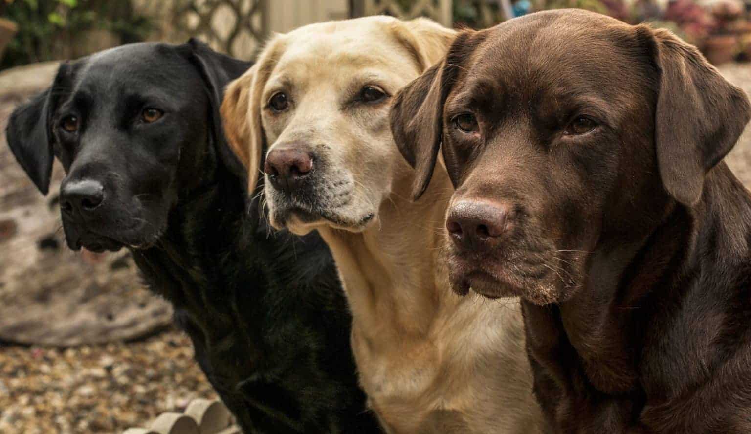 American Labrador vs. English Labrador (Differences Explained) - Yolo Pooch