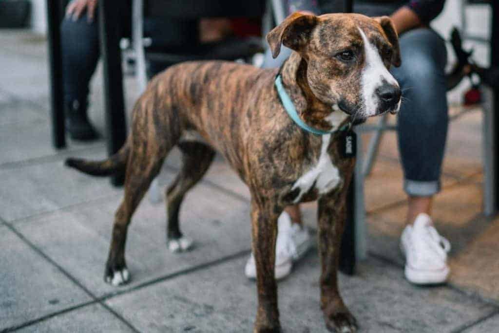 Why do dogs have four legs? - Yolo Pooch