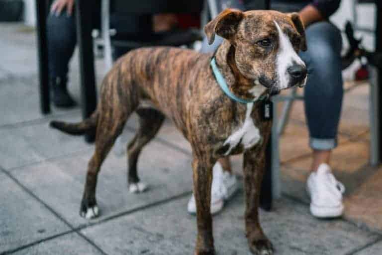 Why do dogs have four legs? - Yolo Pooch