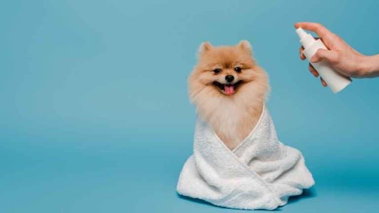 When To Spray a Dog with Water - How To & Warnings - Yolo Pooch