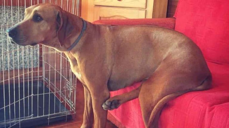 When To Spray a Dog with Water - How To & Warnings - Yolo Pooch