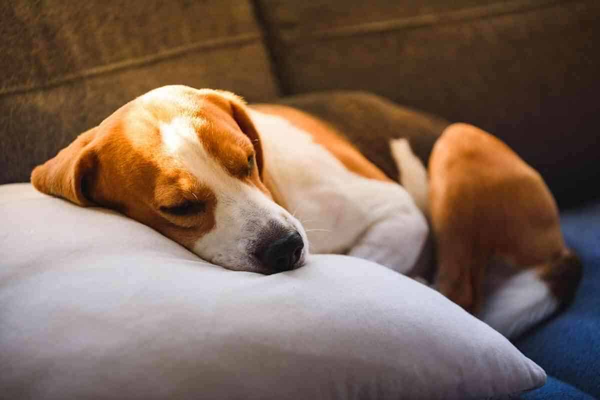 When Do Beagles Sleep Through The Night? - Yolo Pooch
