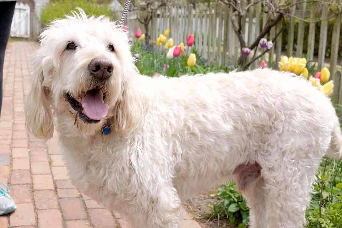 How Smart Are Labradoodles? - Yolo Pooch