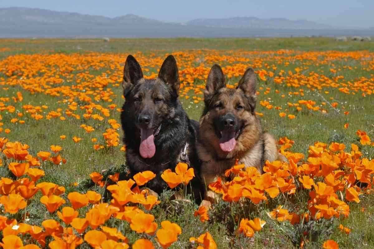 Why Does My German Shepherd Smell Like Fish? (And How to Fix it) - Yolo ...