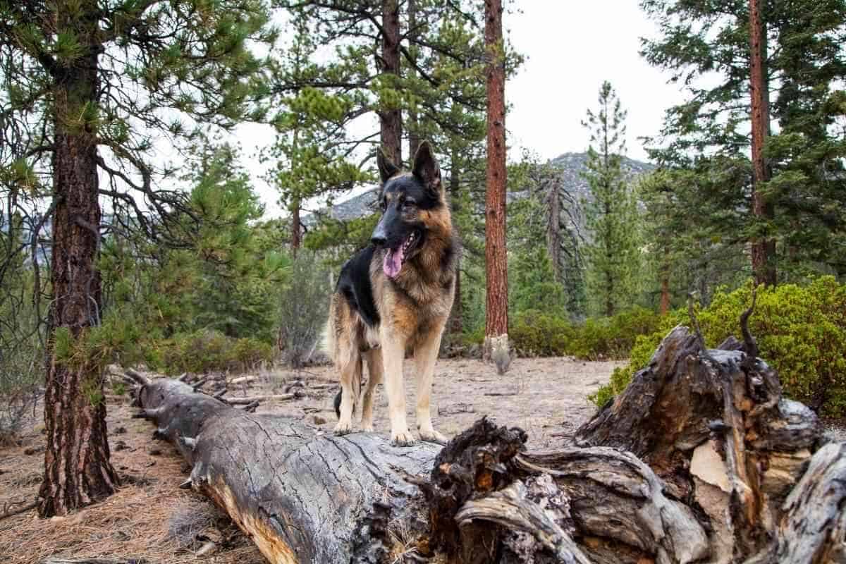 German Shepherd vs. Wolf: Key Differences and Similarities - Yolo Pooch