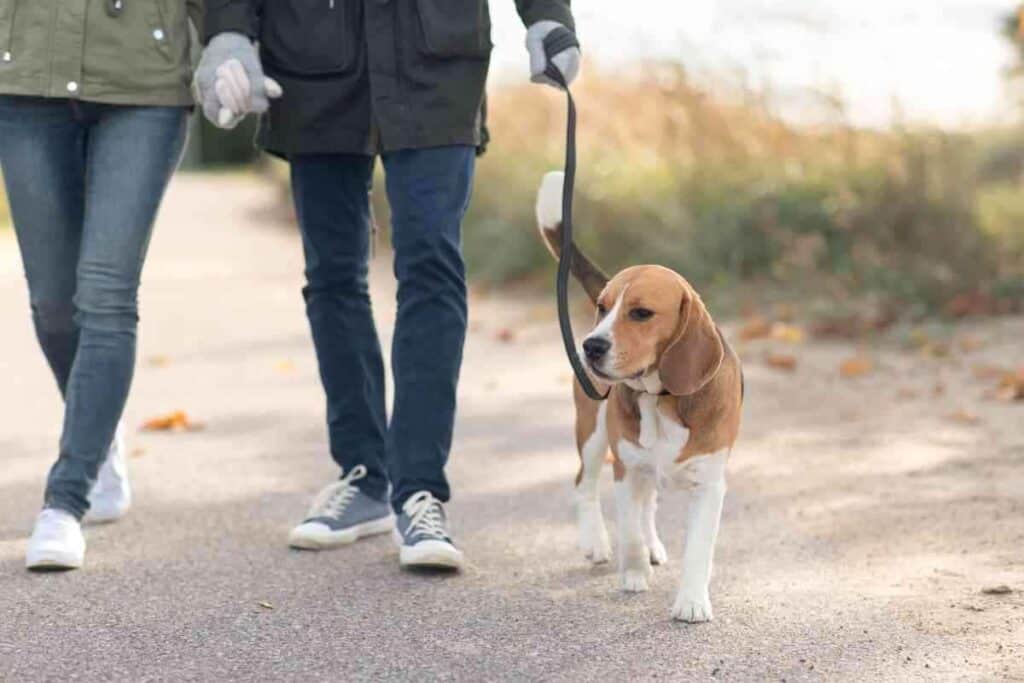 How to Stop Reverse Sneezing in Beagles & Why They Do It - Yolo Pooch