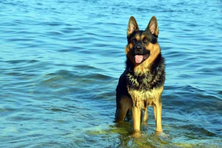 Why Does My German Shepherd Smell Sour? - Yolo Pooch