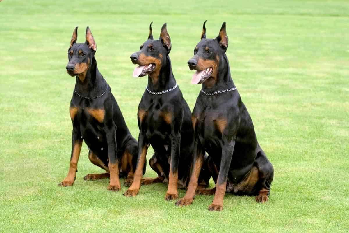Do Dobermans Come in Different Colors? - Yolo Pooch