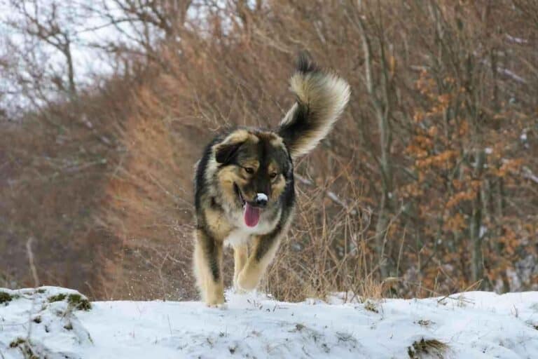 10 Dog Breeds That Can Kill A Wolf (Or Stand A Chance) - Yolo Pooch