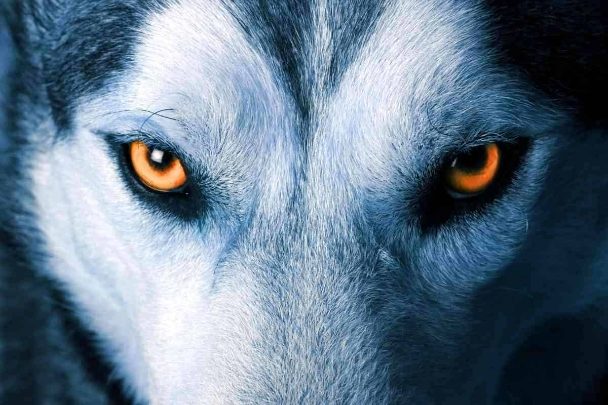 10 Dog Breeds That Can Kill A Wolf (Or Stand A Chance) - Yolo Pooch