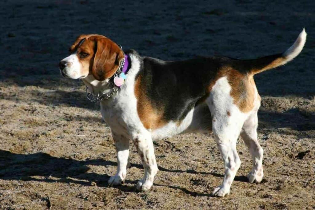 How to Stop Reverse Sneezing in Beagles & Why They Do It - Yolo Pooch