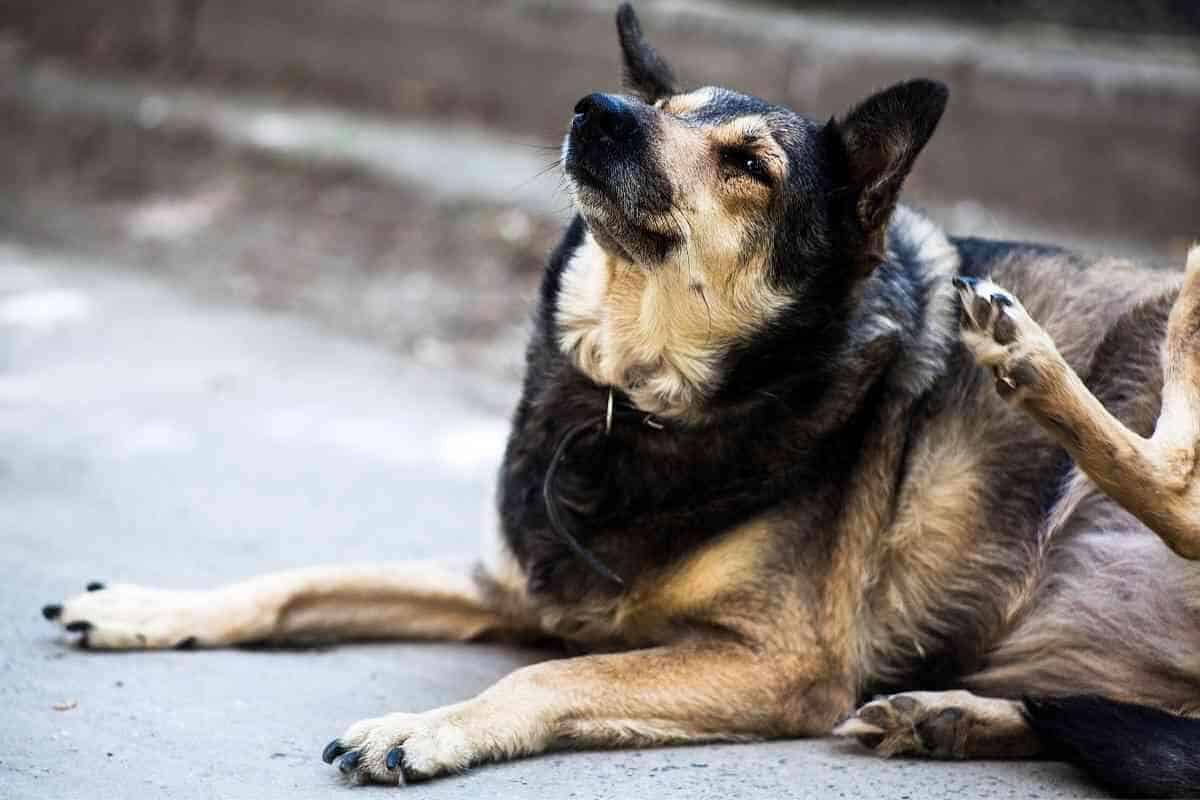Why Does My German Shepherd Itch So Much? 5 Reasons! - Yolo Pooch