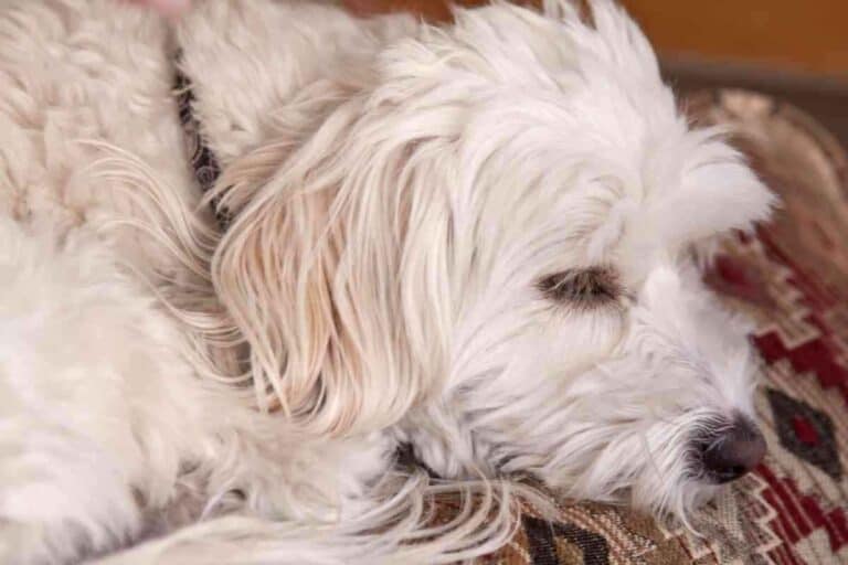 What Is The Life Expectancy Of A Maltipoo? - Yolo Pooch