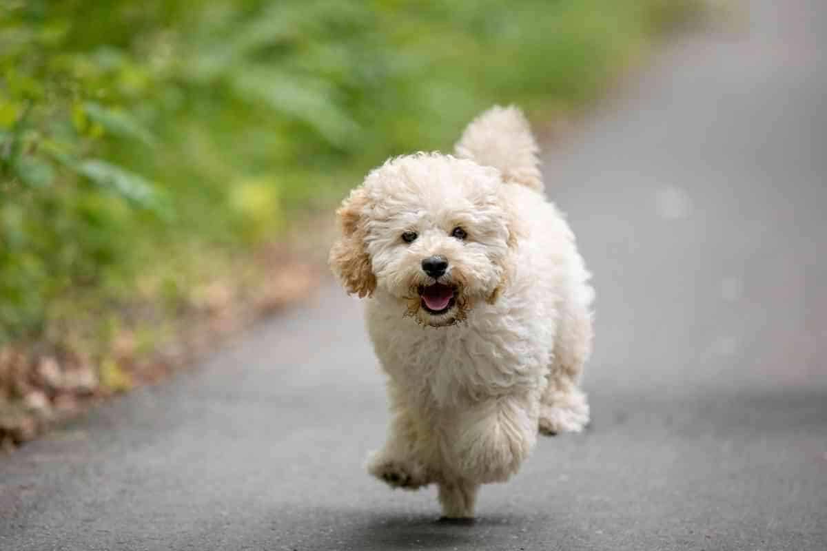 Is The Maltipoo A Good Dog? Pros And Cons Of The Breed - Yolo Pooch