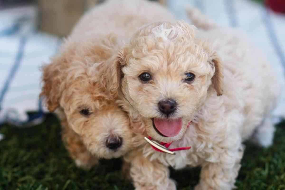 Is The Maltipoo A Good Dog? Pros And Cons Of The Breed - Yolo Pooch