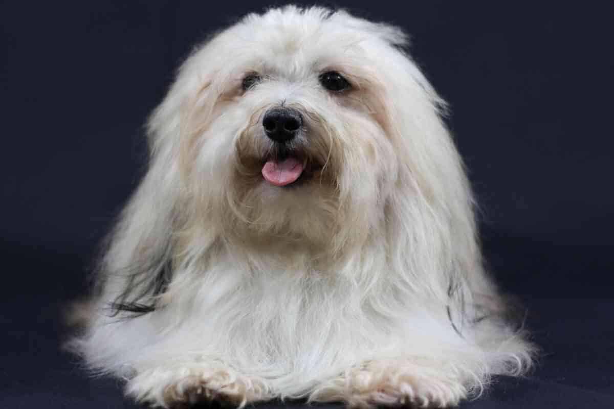 5 Reasons Why Your Havanese Bites So Much And How To Stop It - Yolo Pooch