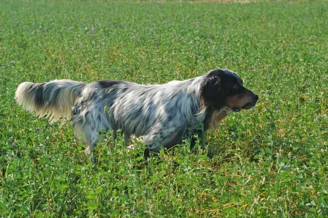 What Is The Difference Between A Setter And A Pointer? - Yolo Pooch