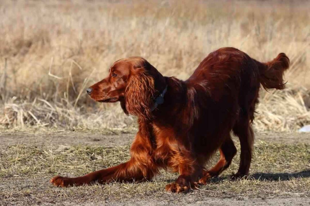 Irish Setters - Yolo Pooch