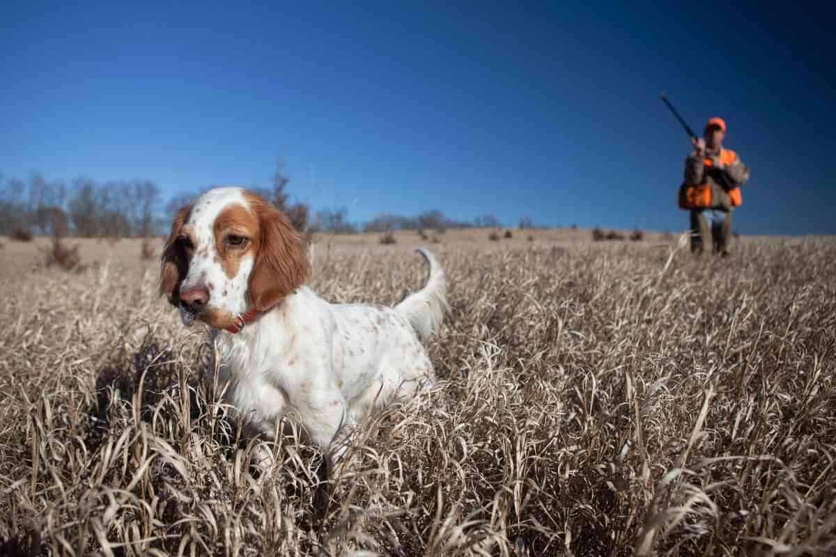 At What Age Do English Setters Naturally Calm Down? Ever? - Yolo Pooch