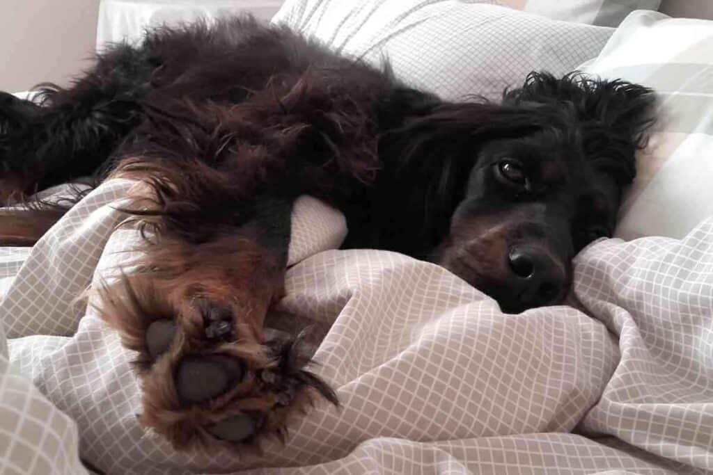 Gordon Setter - Yolo Pooch