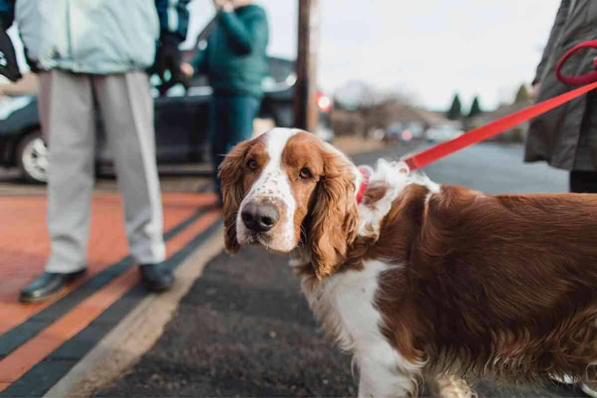 How Far Should A Springer Spaniel Walk? Answered! - Yolo Pooch