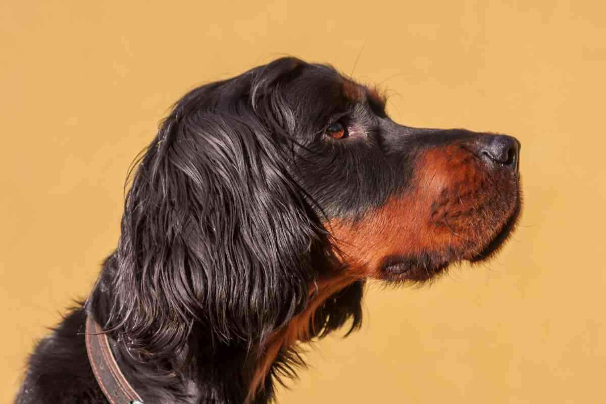 Gordon Setter - Yolo Pooch