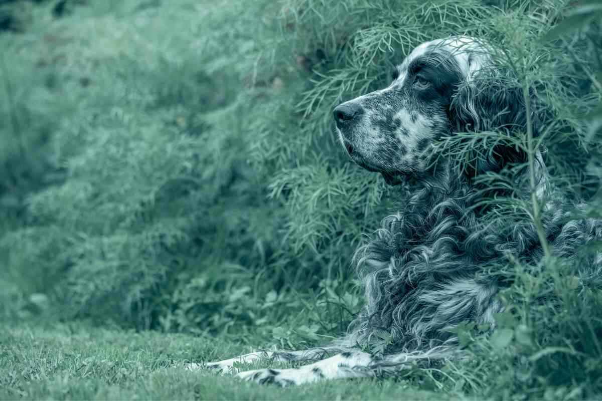 Are Gordon Setters Hunting Dogs? Answered! - Yolo Pooch