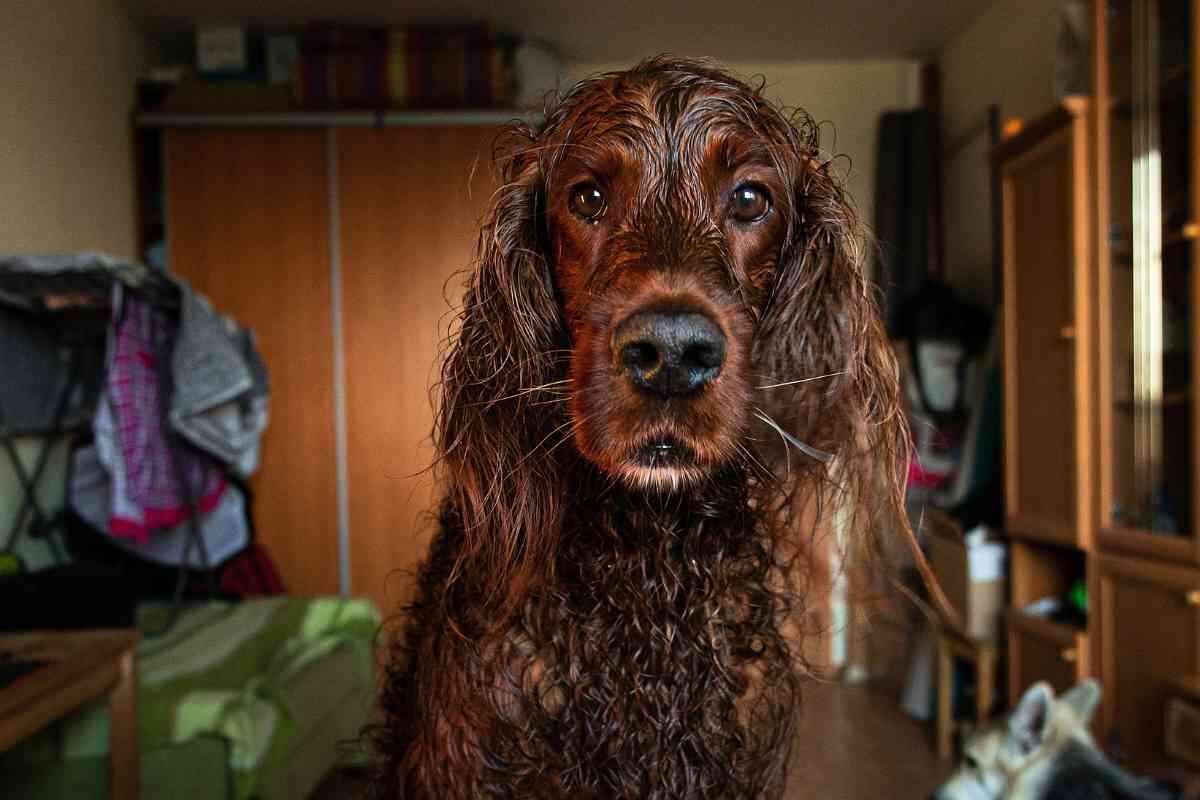 Irish Setters In Apartments: Everything You Need To Know - Yolo Pooch