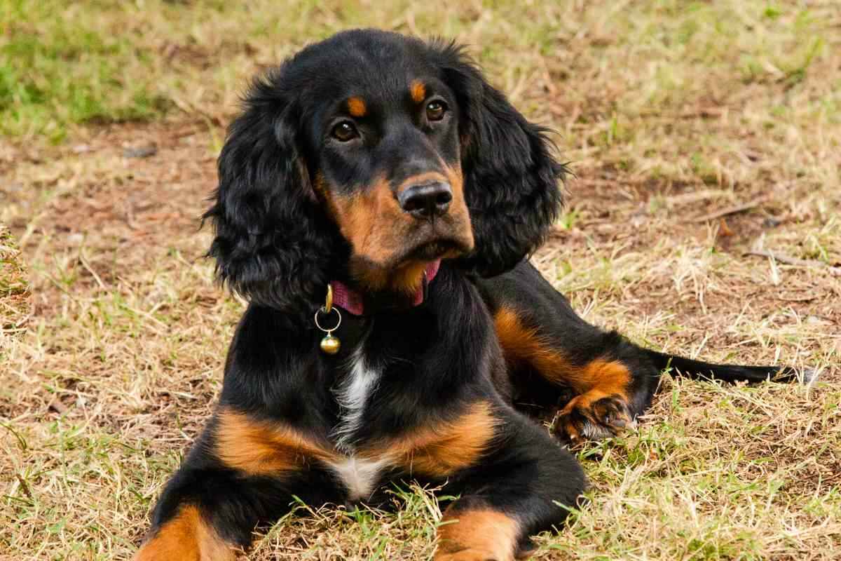 What Dog Breeds Made The Gordon Setter? Breed History Explained! - Yolo ...