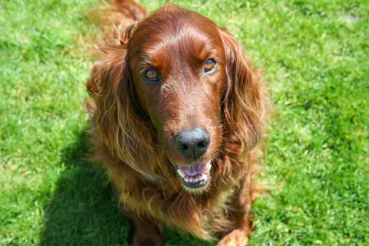 Why Aren’t Irish Setters More Popular? - Yolo Pooch