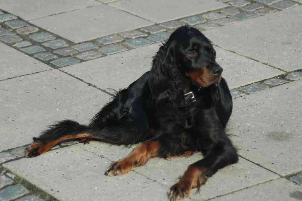 Gordon Setter - Yolo Pooch