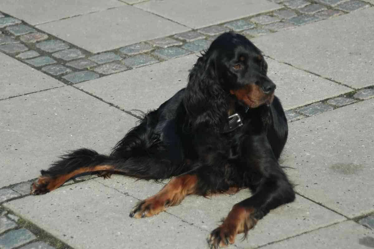 Are Gordon Setters Rare? Answered! - Yolo Pooch