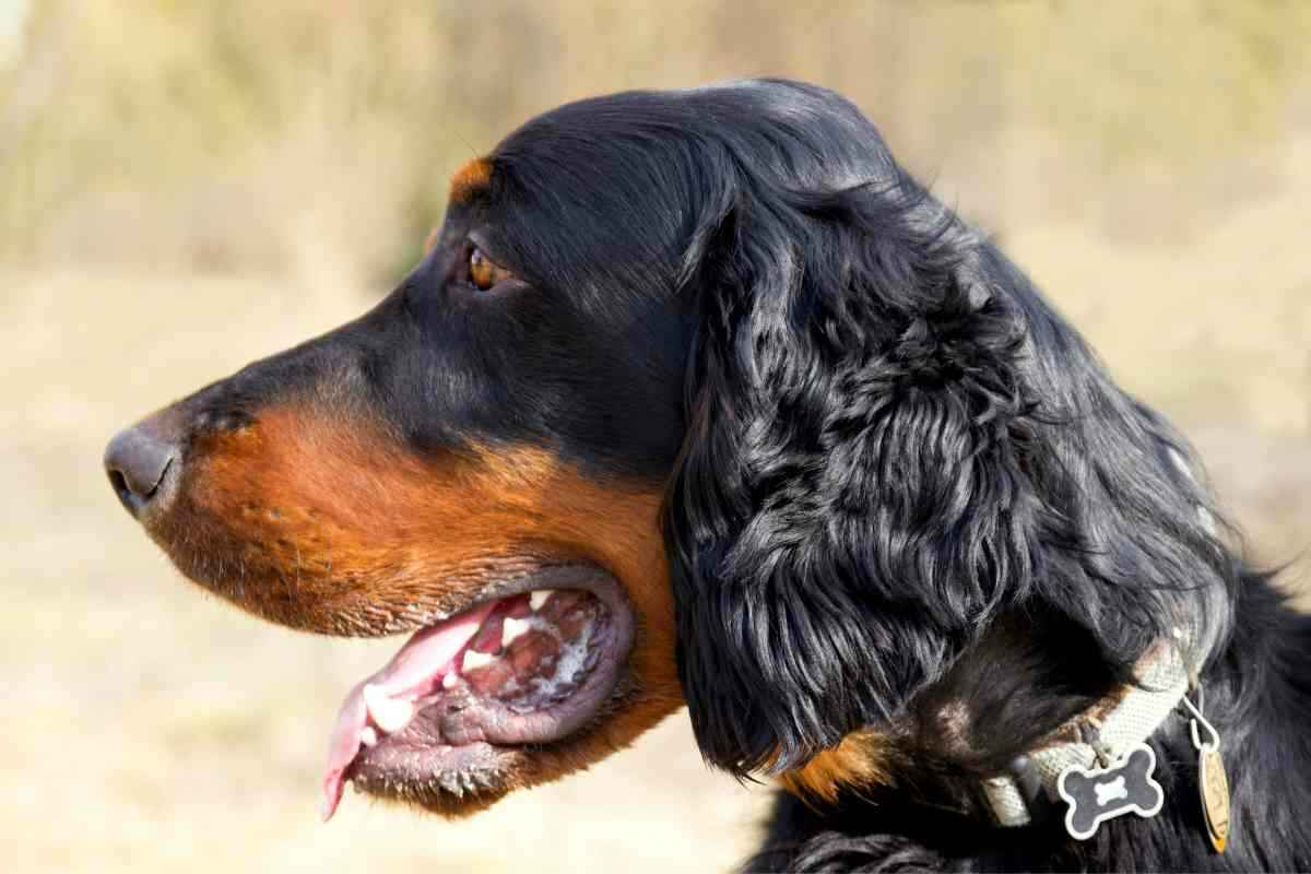 What Type Of Dog Is A Gordon Setter? Answered! - Yolo Pooch