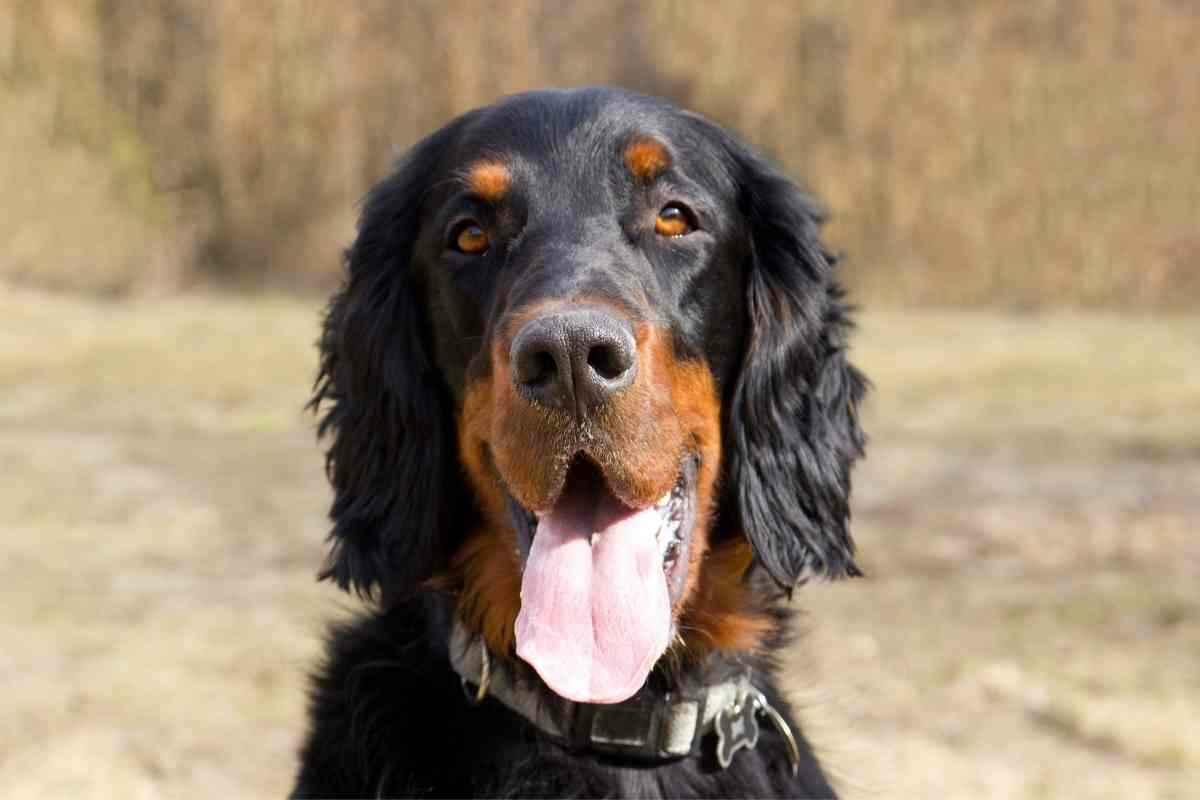 What Type Of Dog Is A Gordon Setter? Answered! - Yolo Pooch