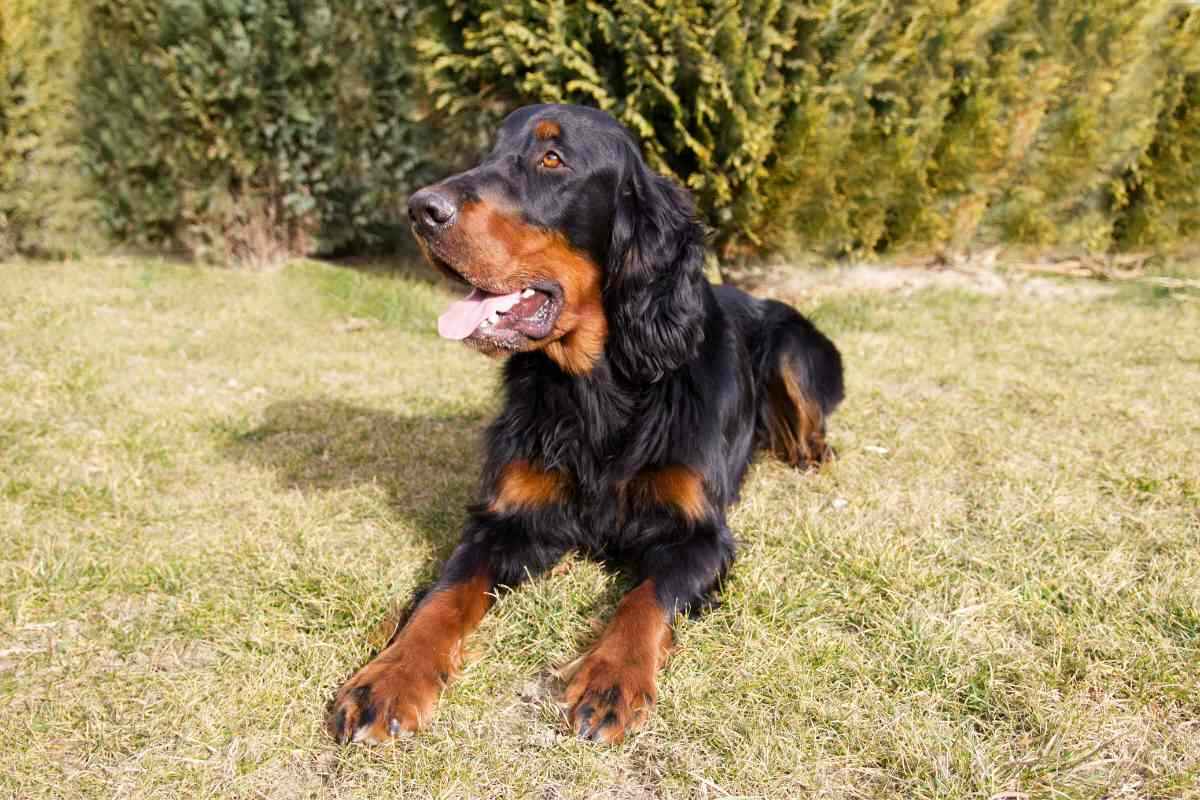 What Type Of Dog Is A Gordon Setter? Answered! - Yolo Pooch