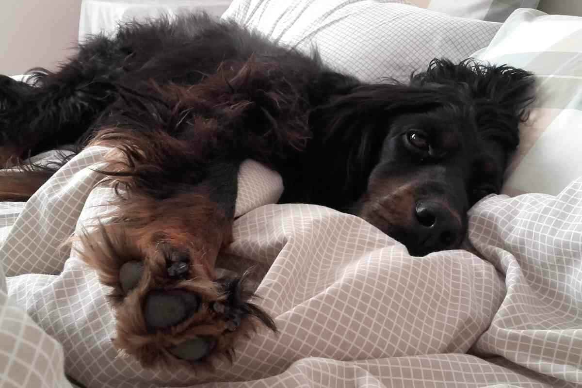 Are Gordon Setters Intelligent? Explained! - Yolo Pooch